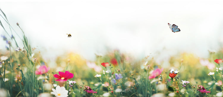 Blossombs | Commandez facilement des bombes à graines en ligne ...